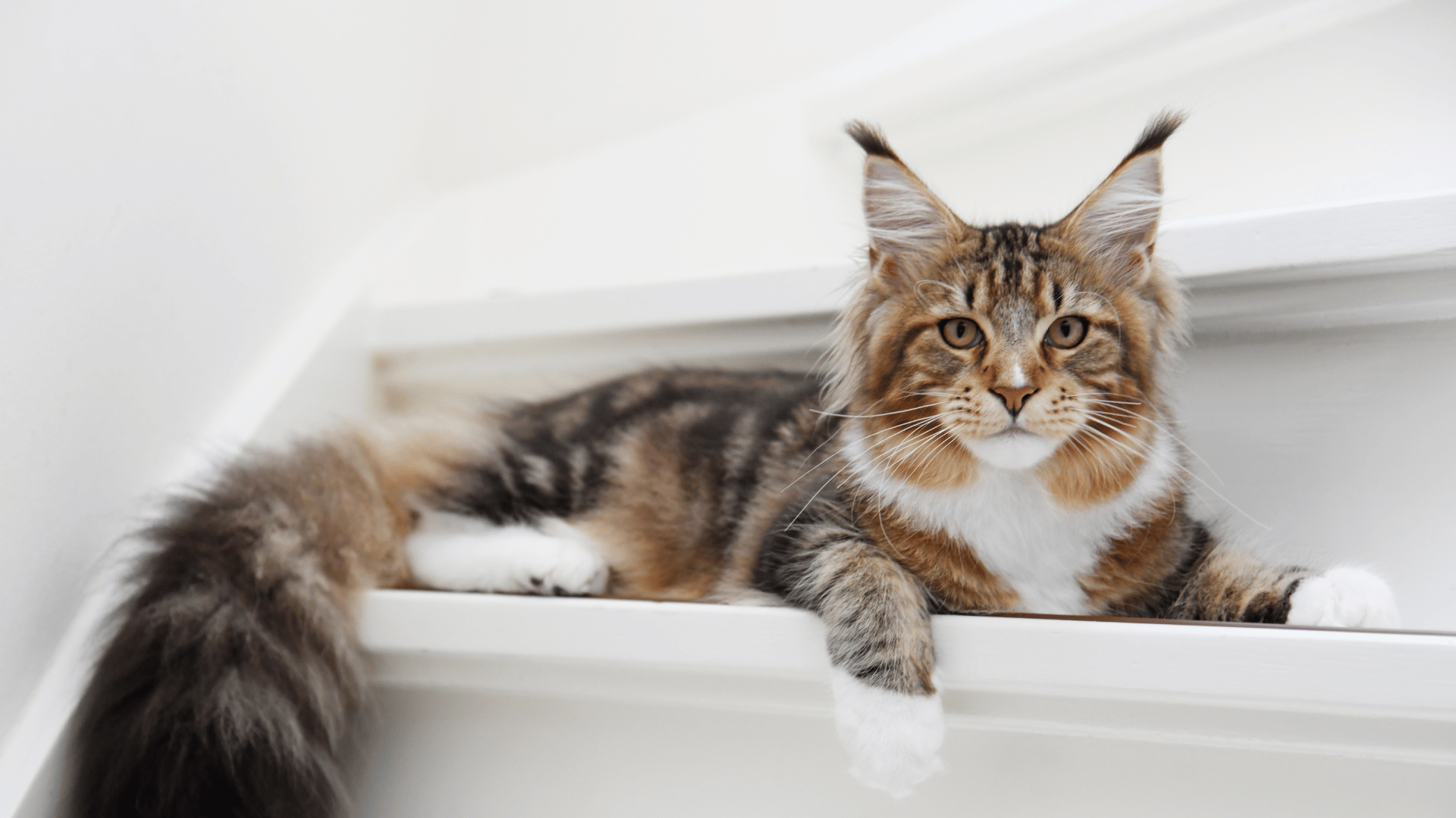 Check-In Form | Alvarez Pet Clinic